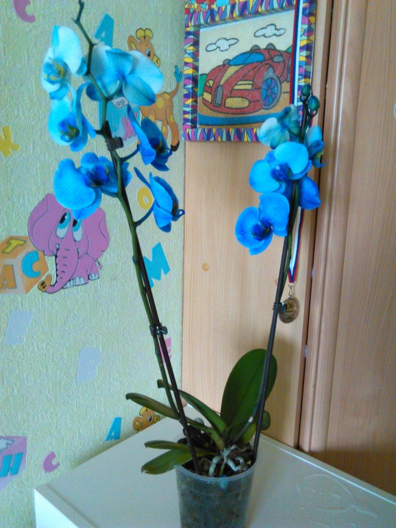 коллекция голубой орхидеи — 25 рекомендаций на Babyblog.ru